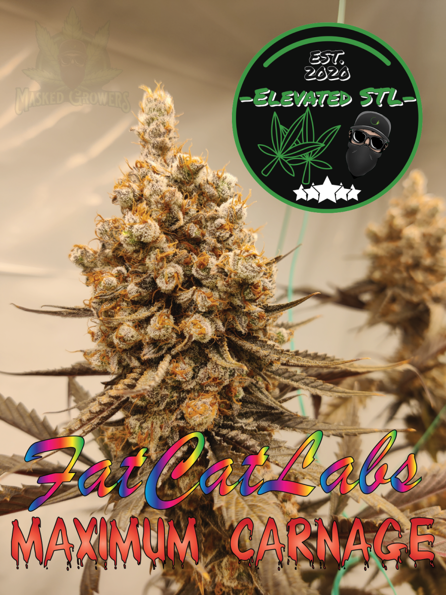 Elevated STL – Elevating Knowledge, Elevated Success