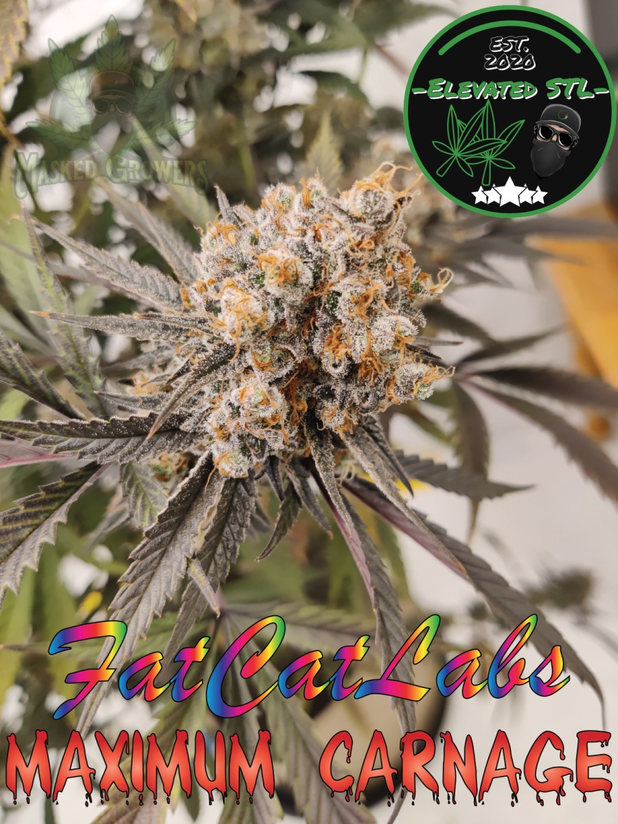 Elevated STL – Elevating Knowledge, Elevated Success