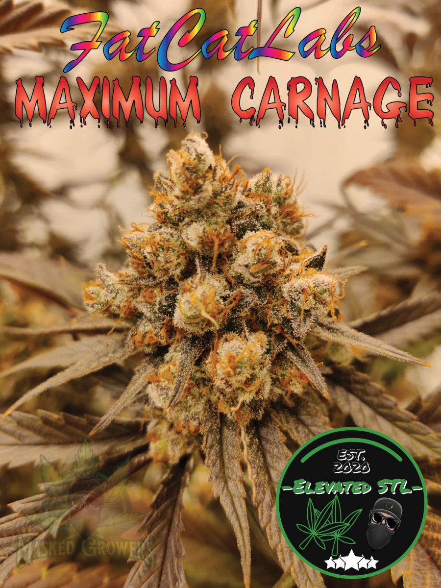 Elevated STL – Elevating Knowledge, Elevated Success