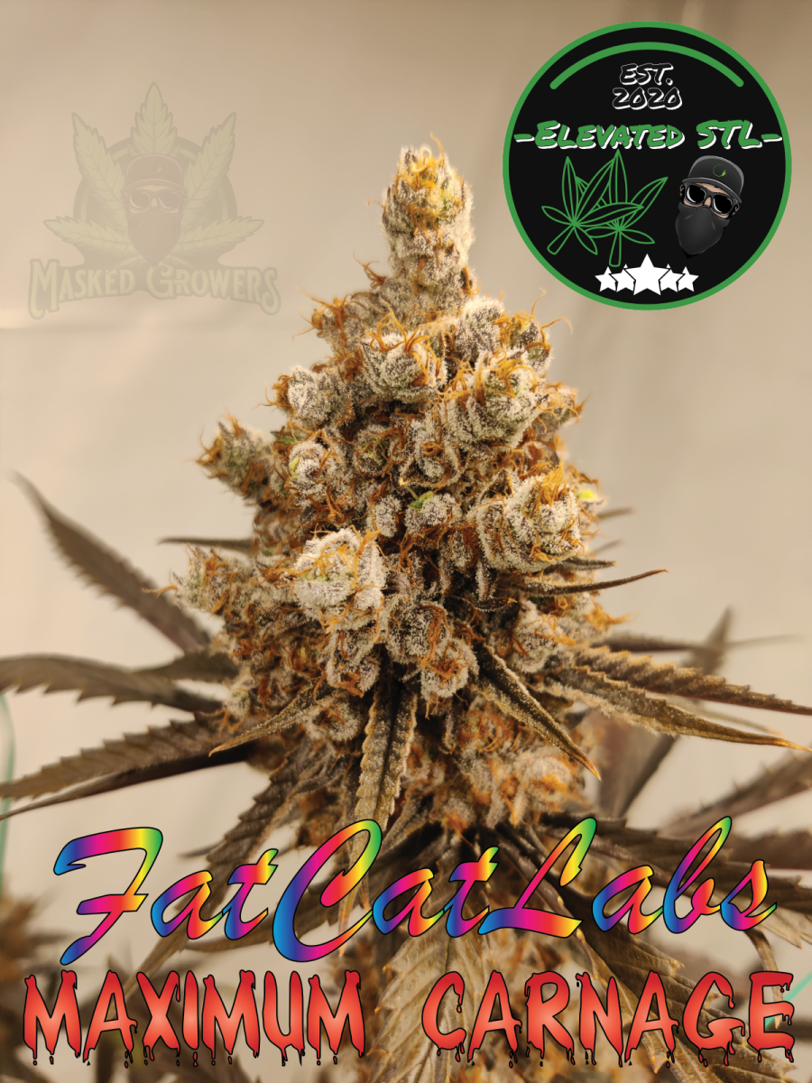 Elevated STL – Elevating Knowledge, Elevated Success