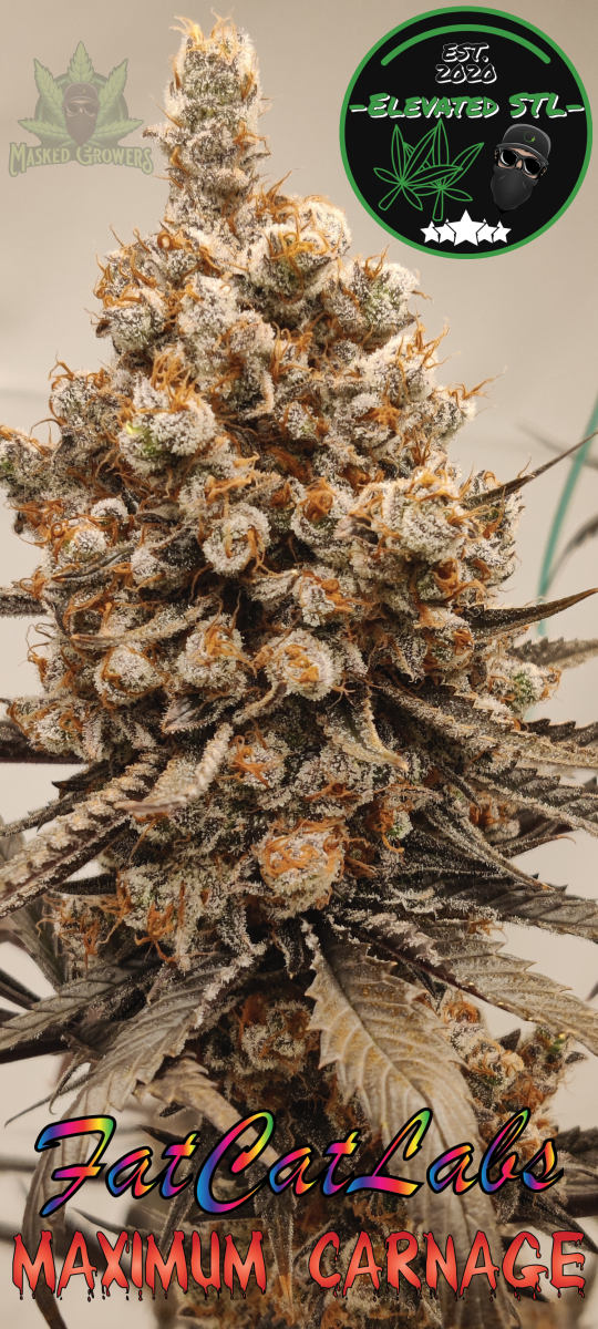 Elevated STL – Elevating Knowledge, Elevated Success