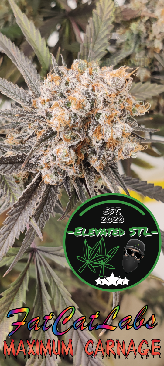 Elevated STL – Elevating Knowledge, Elevated Success