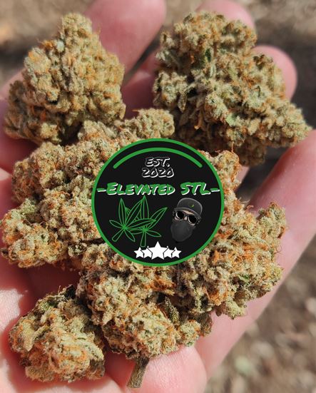 Elevated STL – Elevating Knowledge, Elevated Success